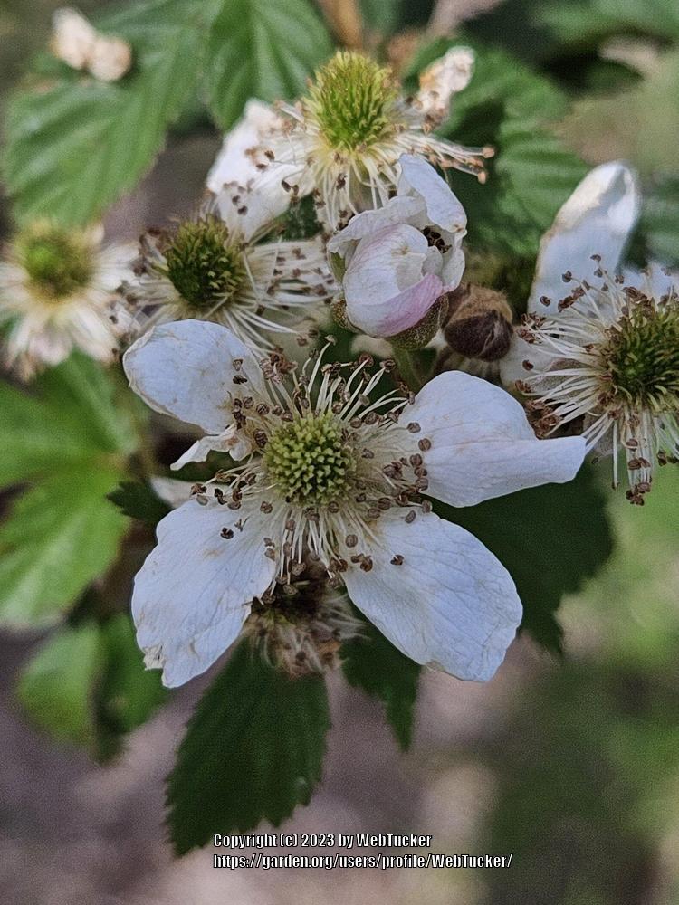 Photo of the stamens, filaments and pistils of Southern Blackberry ...