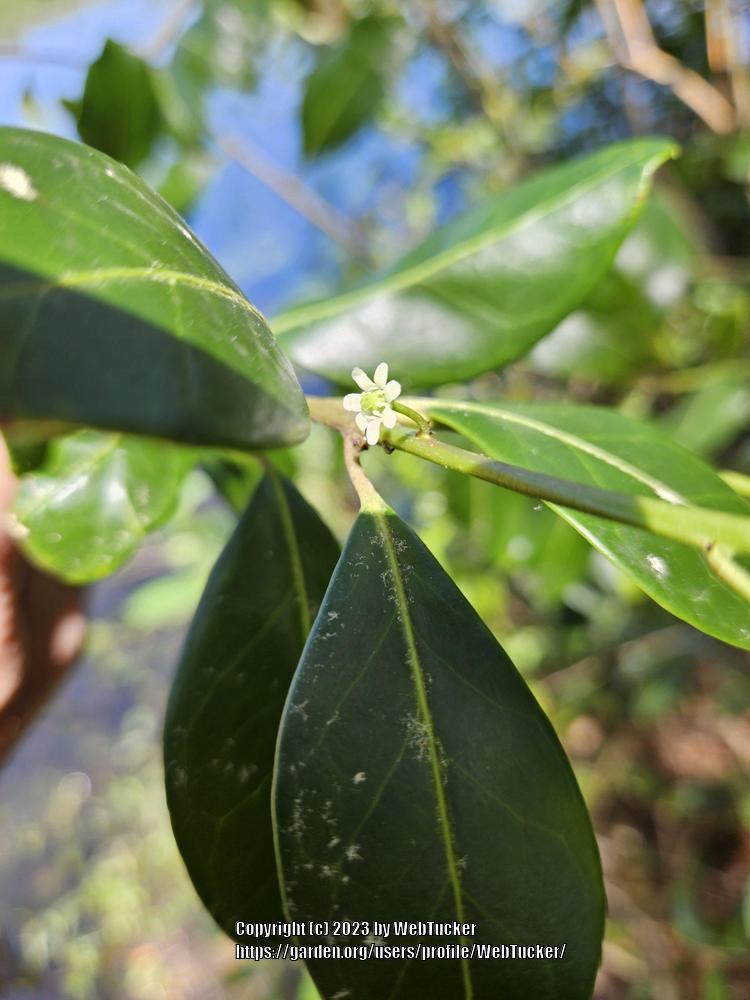 Photo of the bloom of Gallberry Holly (Ilex coriacea) posted by ...