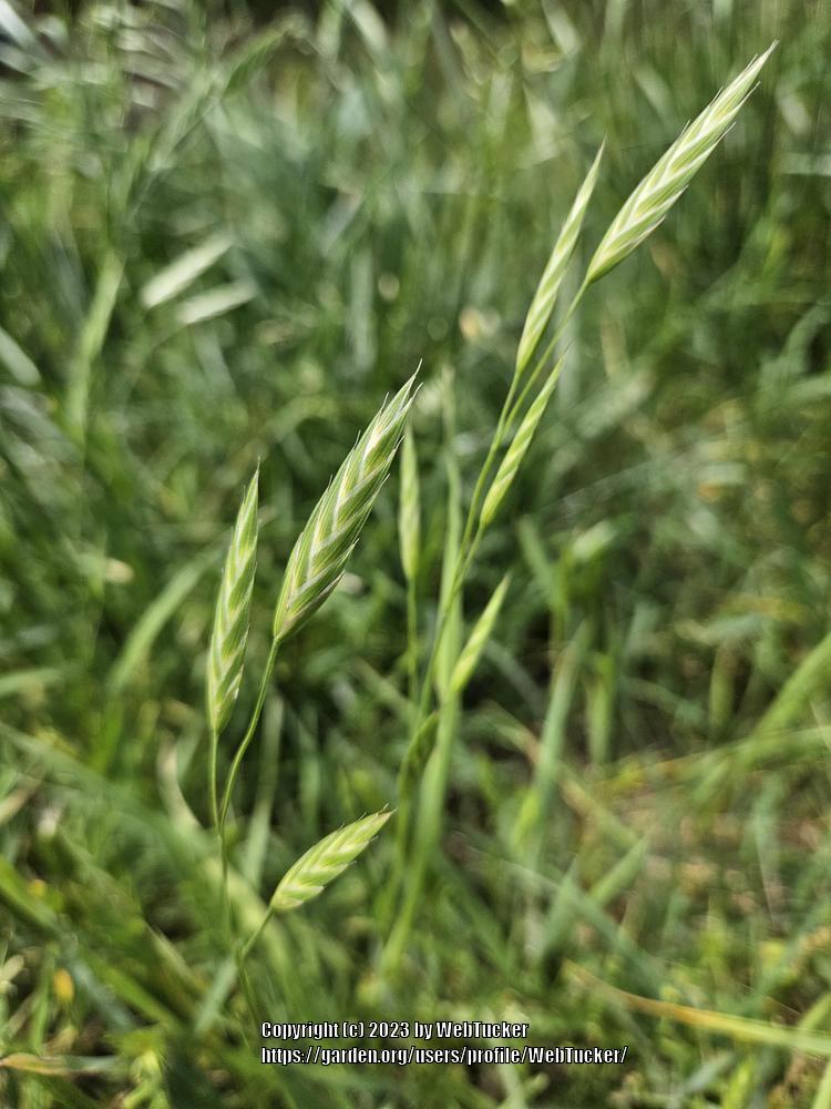 Photo of the entire plant of Rescuegrass (Bromus catharticus) posted by WebTucker - Garden.org