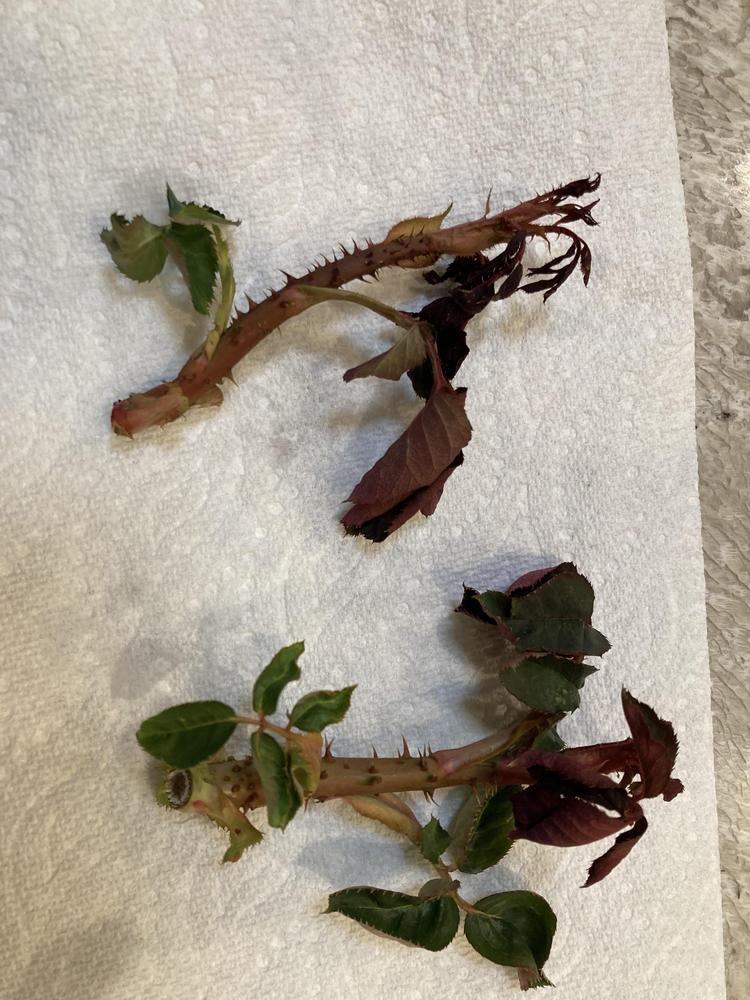 Need rose help, moved to a neglected yard with roses in the Roses forum ...