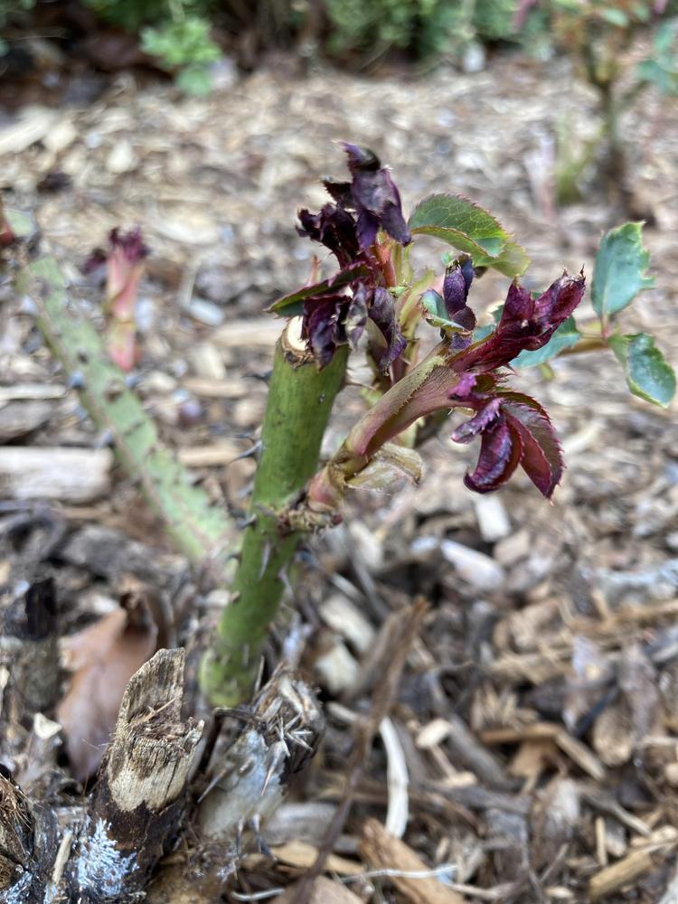 Need rose help, moved to a neglected yard with roses in the Roses forum ...