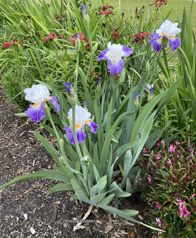Photo of the entire plant of Tall Bearded Iris (Iris 'Like Wow') posted by scflowers - Garden.org