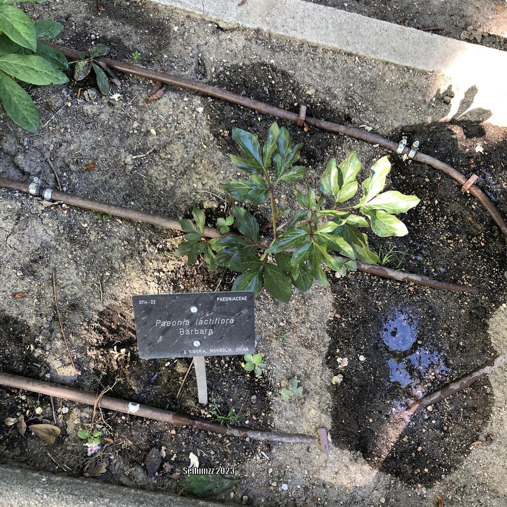Peony (Paeonia lactiflora 'Barbara') in the Peonies Database - Garden.org