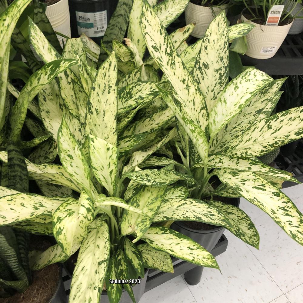 Photo of the entire plant of Aglaonemas (Aglaonema) posted by sedumzz ...