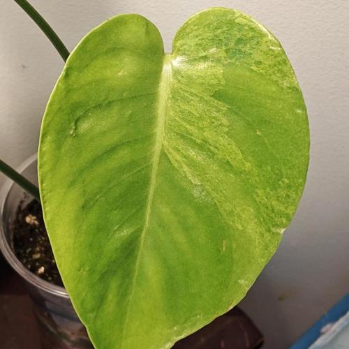 Yellow Variegated Monstera (Monstera deliciosa 'Marmorata') - Garden.org