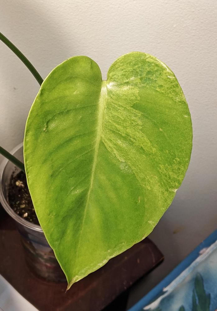 Yellow Variegated Monstera (Monstera deliciosa 'Marmorata') - Garden.org