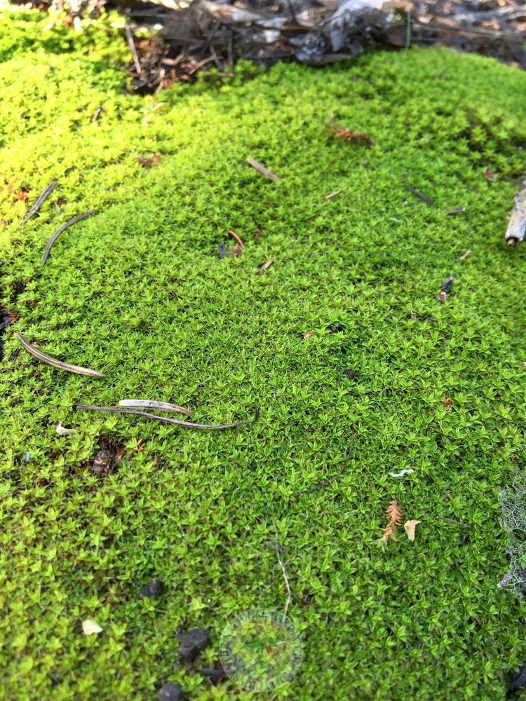 Photo of the leaves of Twisted Moss (Syntrichia ruralis) posted by ...