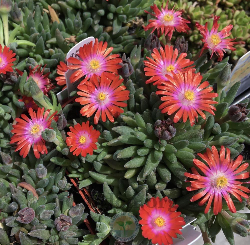 Photo of the bloom of Ice Plant (Delosperma Jewel of Desert Sunstone ...