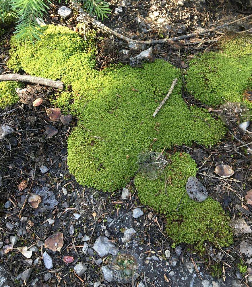 Photo of the entire plant of Twisted Moss (Syntrichia ruralis) posted ...
