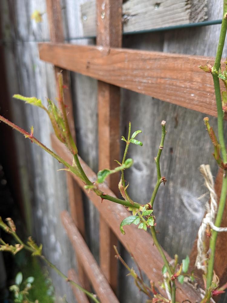 Rose defoliation in the Roses forum - Garden.org