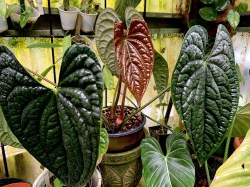 'Endless Forms Most Beautiful' The aroid photo gallery in the ...