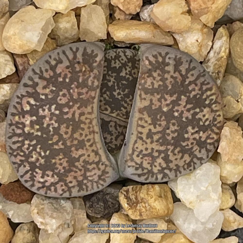 Photo of the emerging growth of Living Stones (Lithops lesliei subsp ...