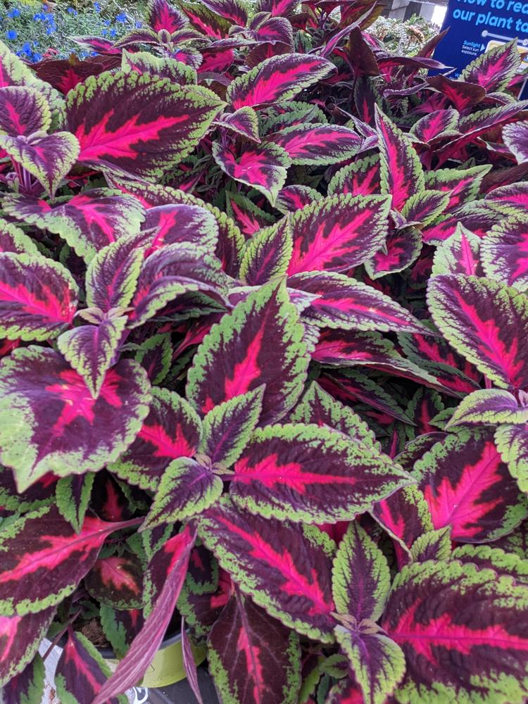 Photo of the leaves of Coleus (Coleus scutellarioides Main Street Ruby ...