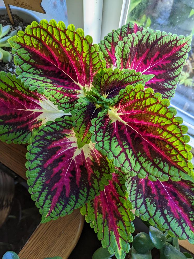 Coleus (Coleus scutellarioides Main Street™ La Rambla) in the Coleus ...