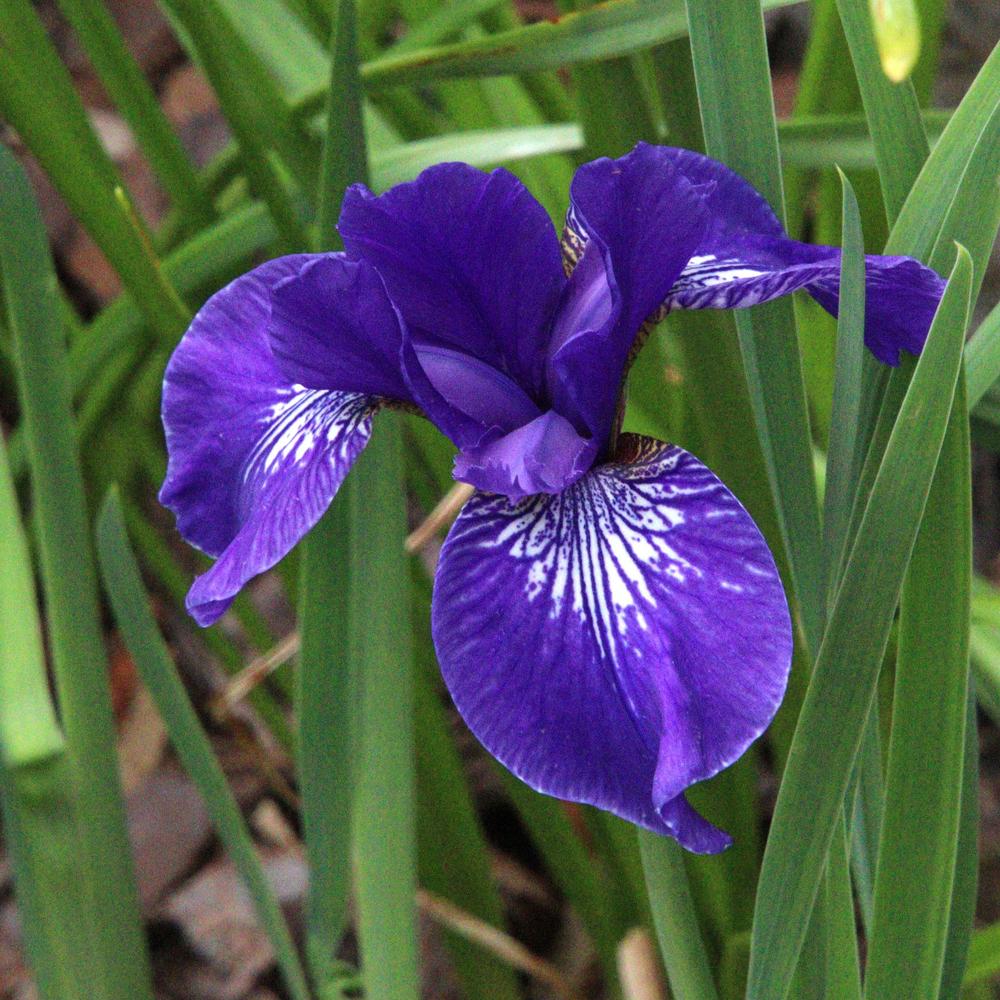 Photo of the bloom of Siberian Iris (Iris 'Shaker's Prayer') posted by ...