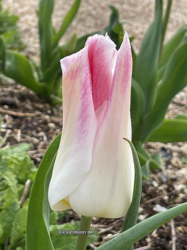 Lily Flowering Tulip (Tulipa 'Holland Chic') in the Tulips Database ...