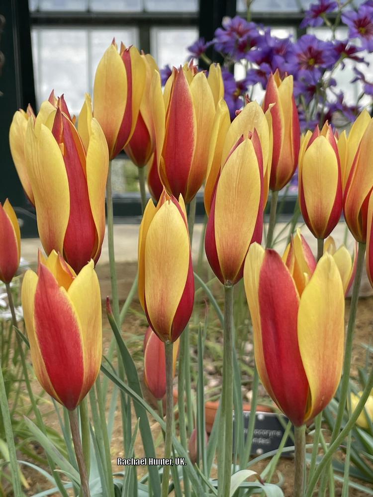 Photo of the bloom of Lady Tulip (Tulipa clusiana 'Tubergen's Gem ...