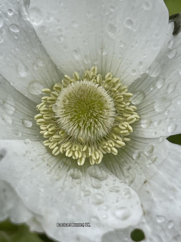 Photo of the stamens, filaments and pistils of Grecian Windflower ...
