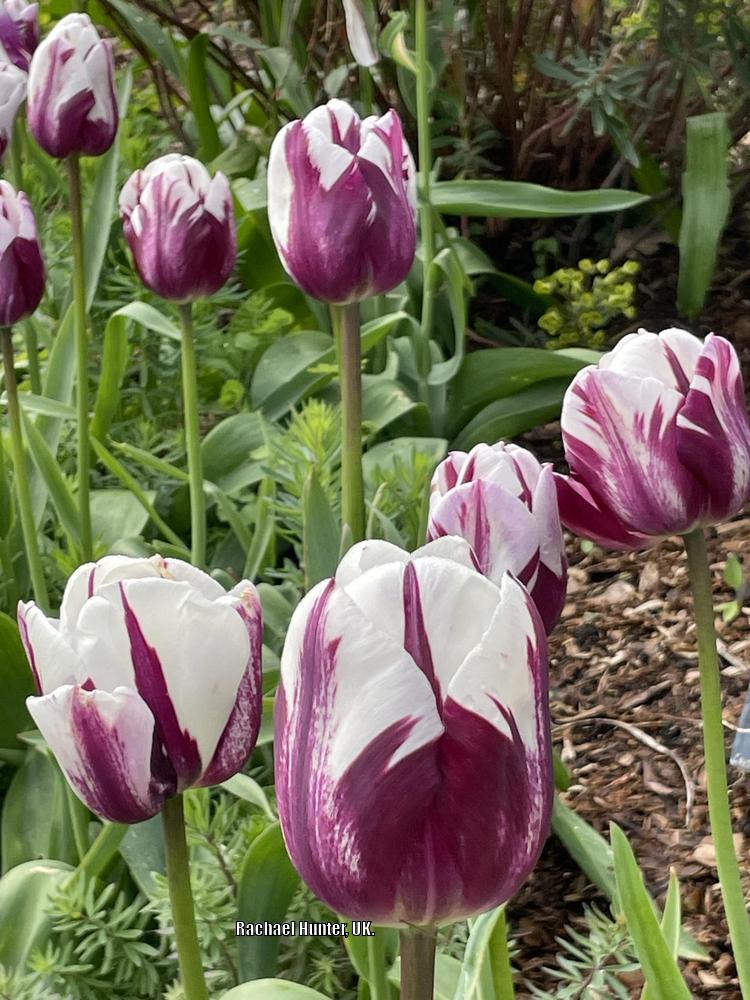 Photo of the bloom of Tulip (Tulipa 'Rems Favourite') posted by ...