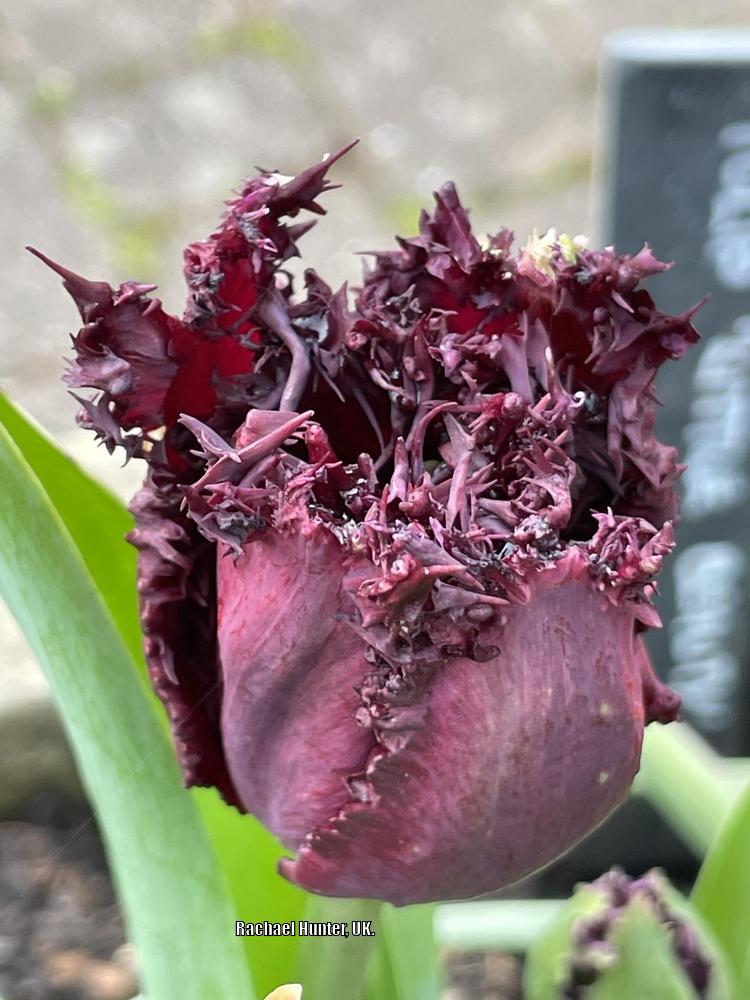 Tulip (Tulipa 'Labrador') in the Tulips Database - Garden.org