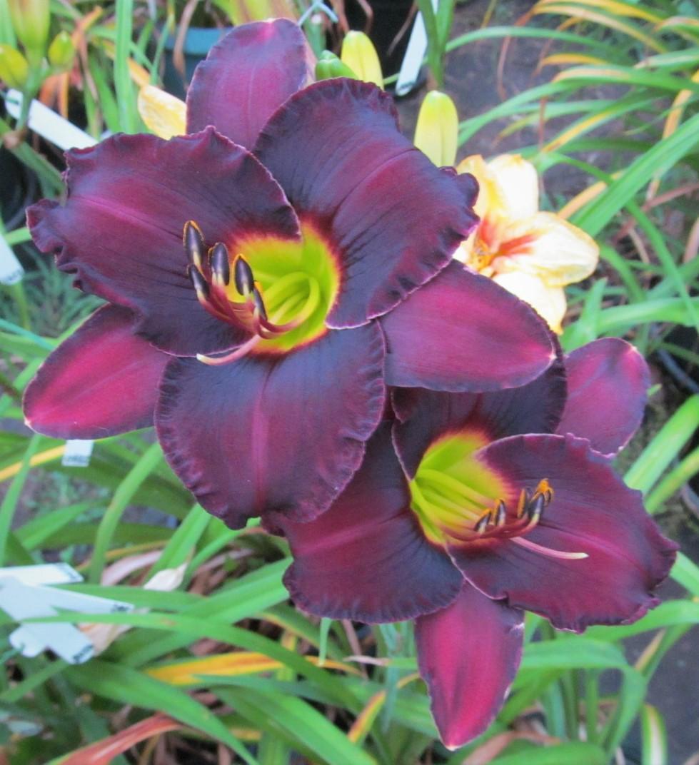 Photo of the bloom of Daylily (Hemerocallis 'Bible Grove') posted by ...