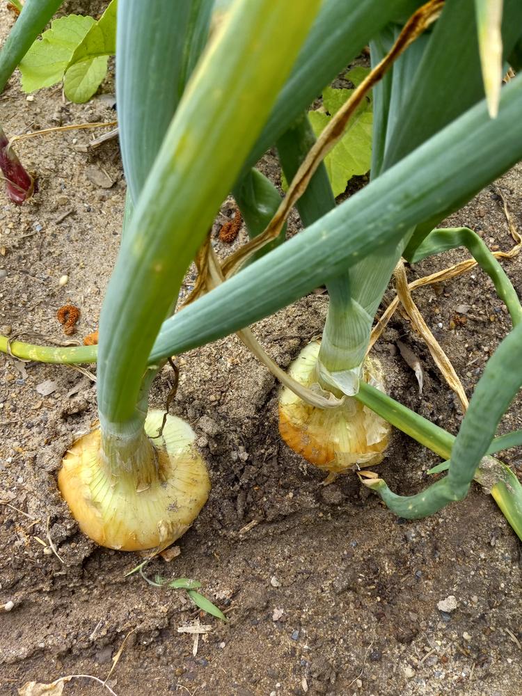 Onion (Allium cepa 'Sweet Emotion') in the Onions Database - Garden.org