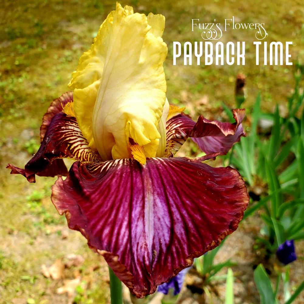 Photo of the bloom of Tall Bearded Iris (Iris 'Payback Time') posted by ...