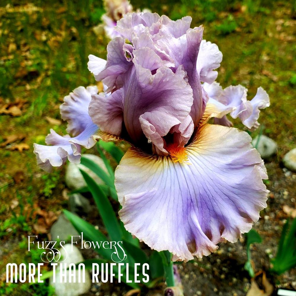 Photo of the bloom of Tall Bearded Iris (Iris 'More than Ruffles ...