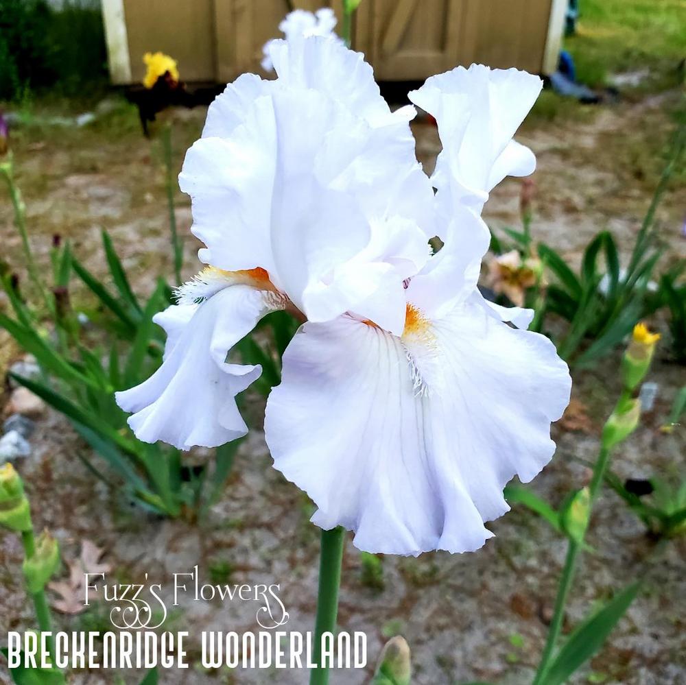 Tall Bearded Iris (Iris 'Breckenridge Wonderland') in the Irises ...
