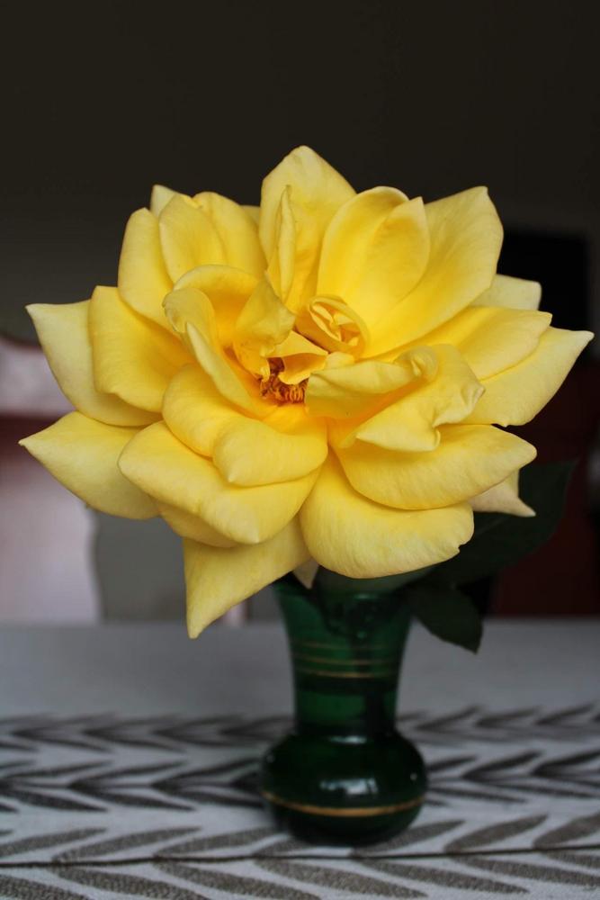 Photo of the bloom of Rose (Rosa 'Oregold') posted by kimspringman ...