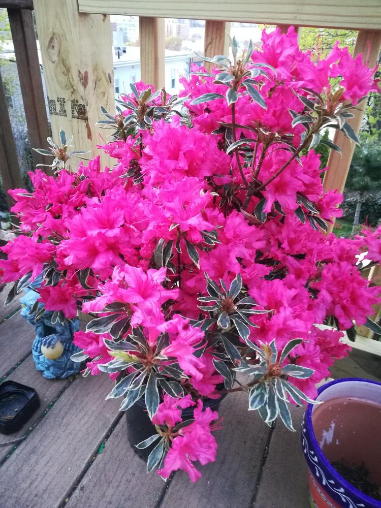Evergreen Azalea (Rhododendron 'Silver Sword') in the Rhododendrons ...