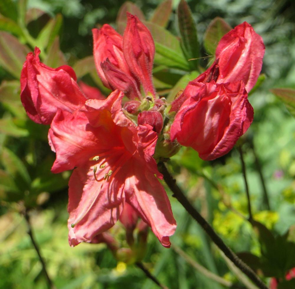 Exbury Azalea (Rhododendron 'Berryrose') in the Rhododendrons Database ...