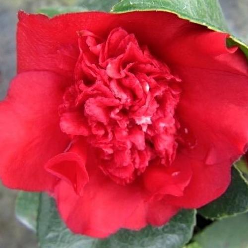 Hybrid Camellia (Camellia 'Ruby Wedding') in the Camellias Database - Garden.org
