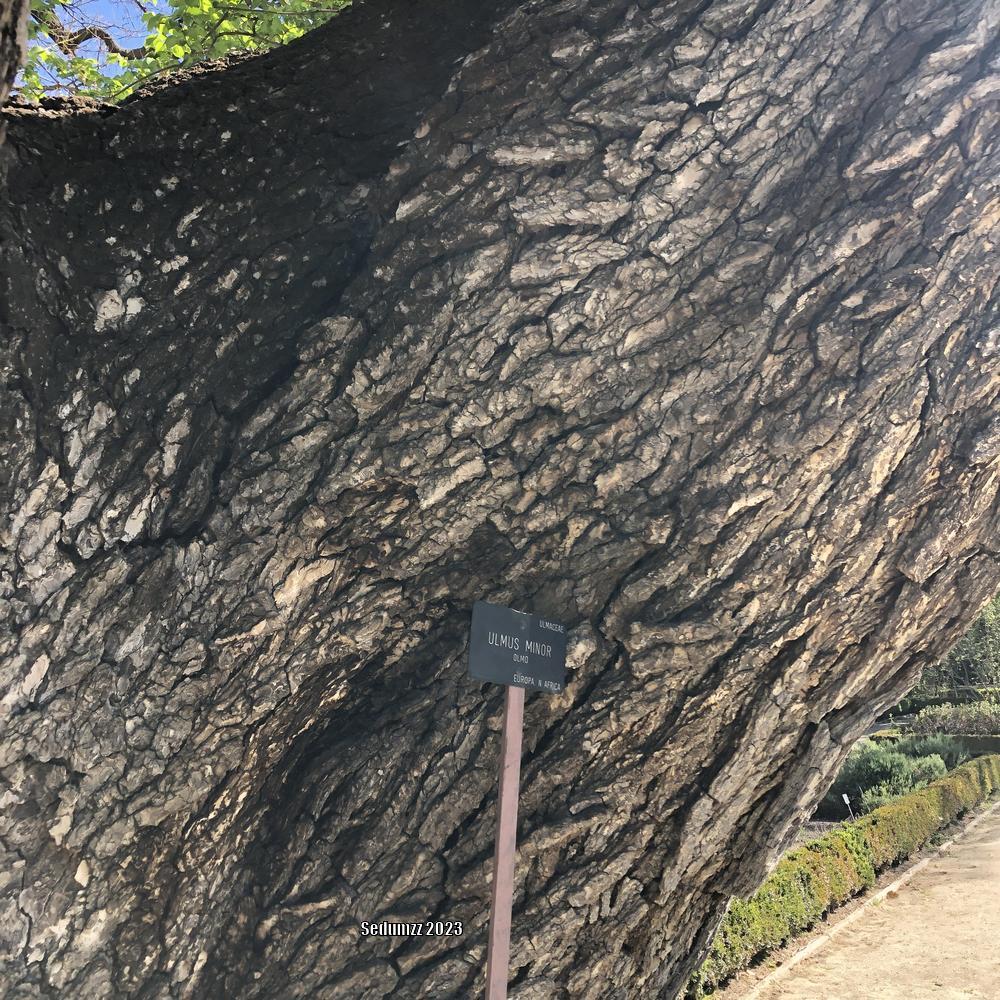 Photo of the stem, scape, stalk or bark of Field Elm (Ulmus minor ...