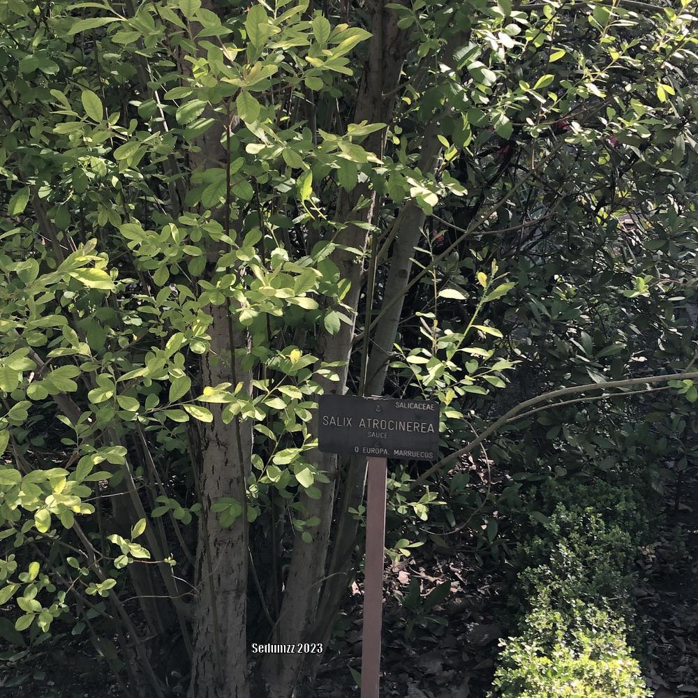 Rusty Sallow (Salix cinerea subsp. atrocinerea) - Garden.org