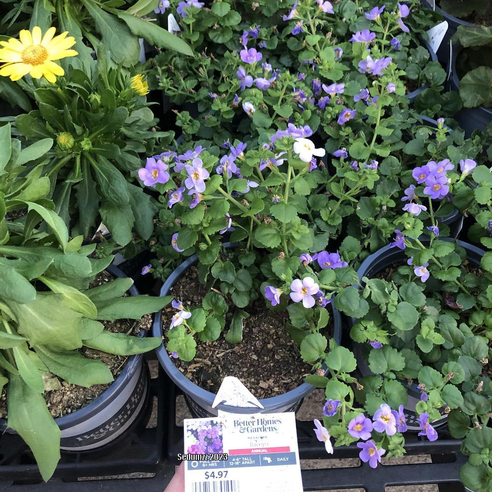 Photo of the entire plant of Bacopa (Sutera cordata MegaCopa™ Blue ...