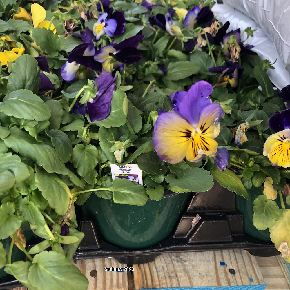 Photo of the entire plant of Pansy (Viola x wittrockiana Spring Matrix ...