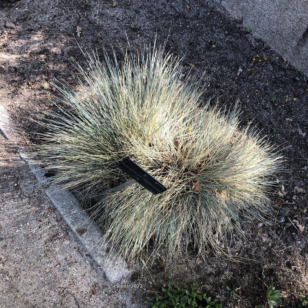 Photo of the entire plant of Blue Oat Grass (Helictotrichon ...