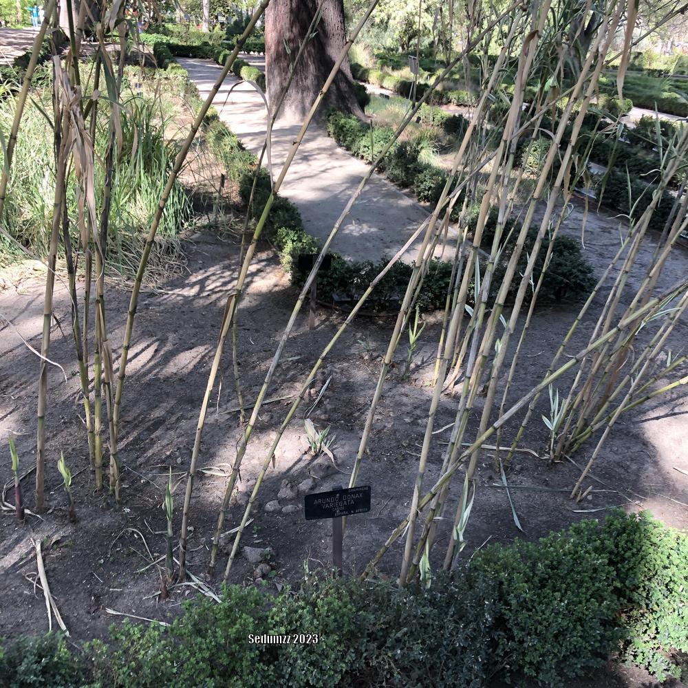 Photo of the stem, scape, stalk or bark of Striped Giant Reed (Arundo ...