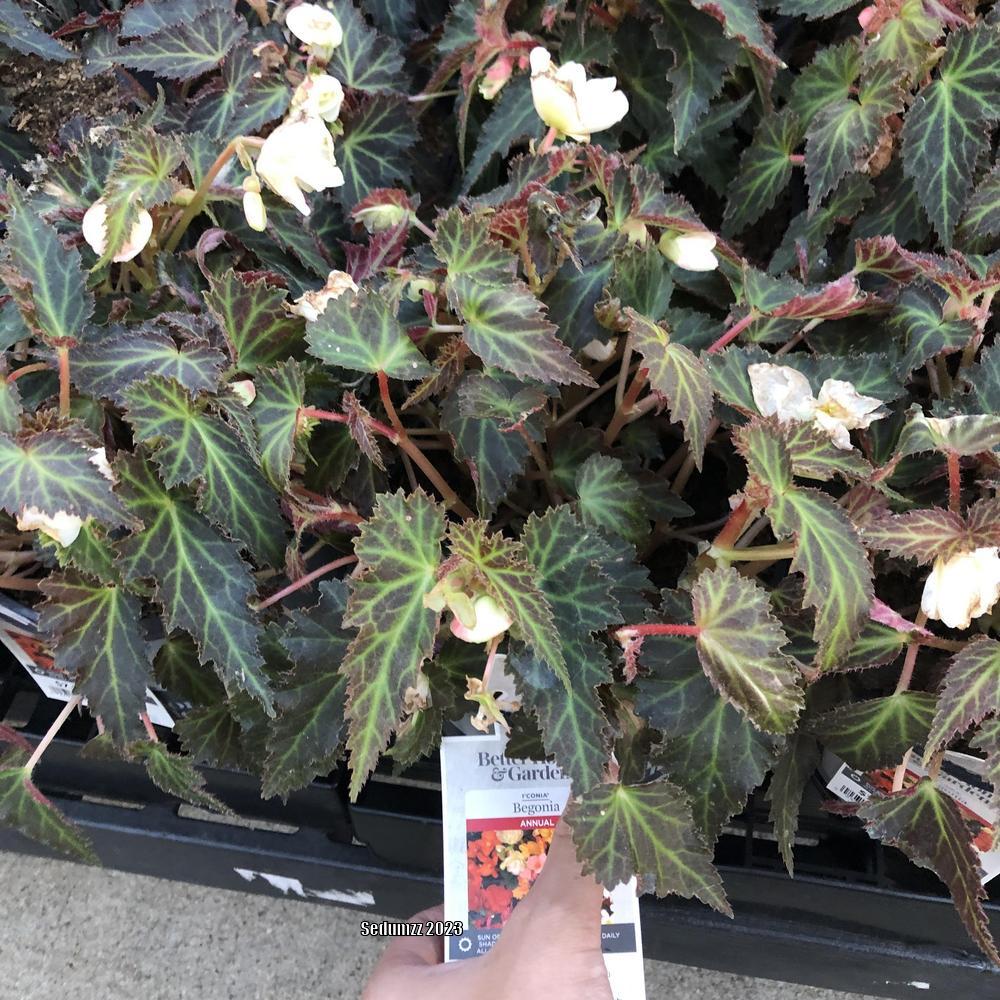 Begonia (Begonia x hybrida I'Conia® White) in the Begonias Database ...