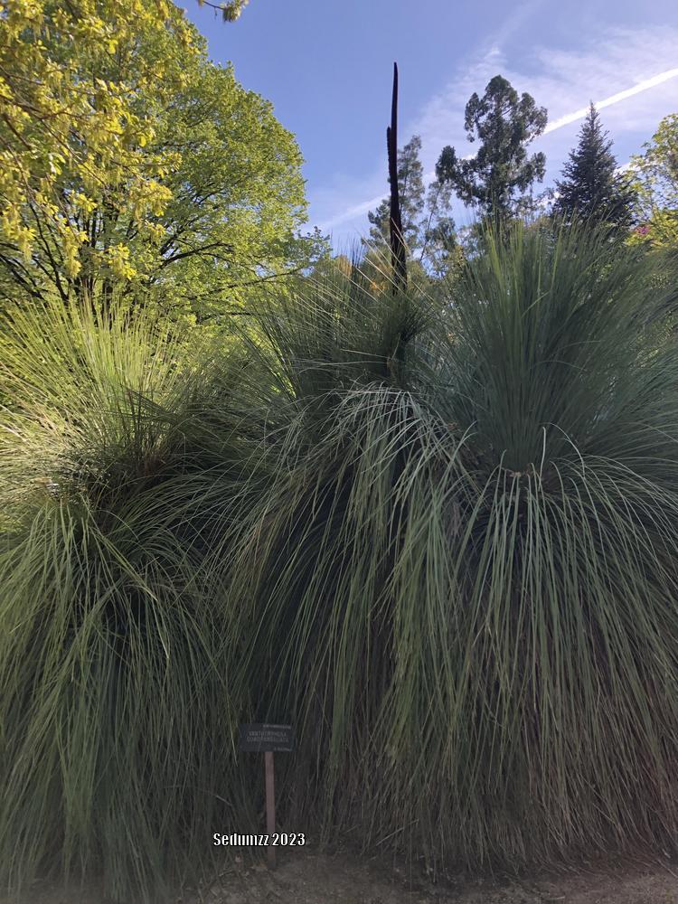 Photo of the entire plant of Australian Grass Tree (Xanthorrhoea ...