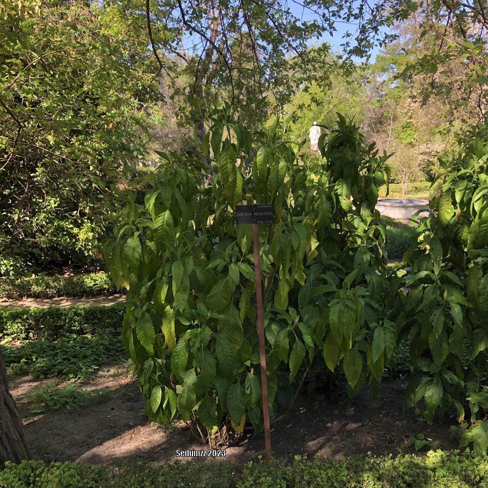 Photo of the entire plant of Malabar Nut (Justicia adhatoda) posted by ...