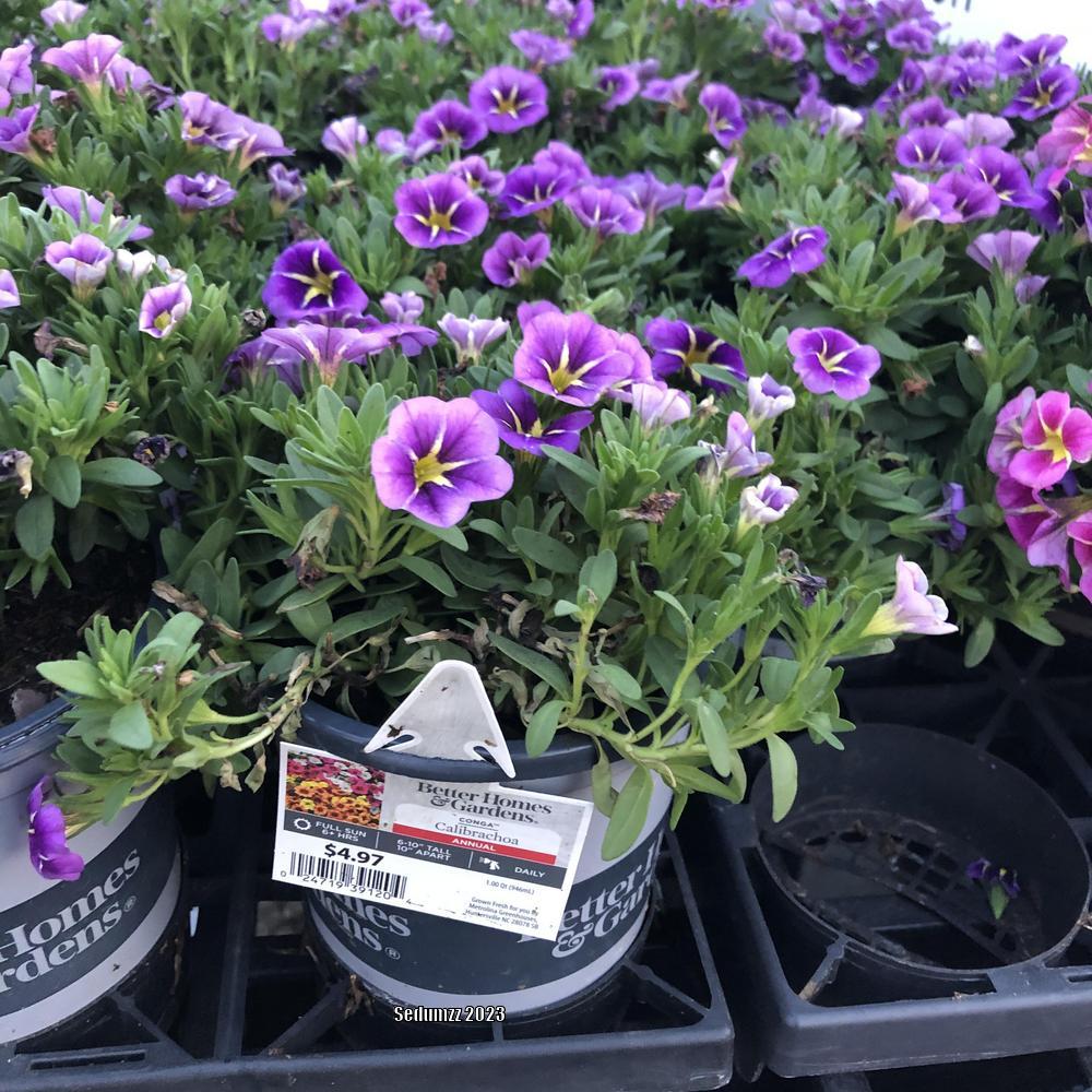 Photo of the entire plant of Million Bells (Calibrachoa Conga™ Purple ...