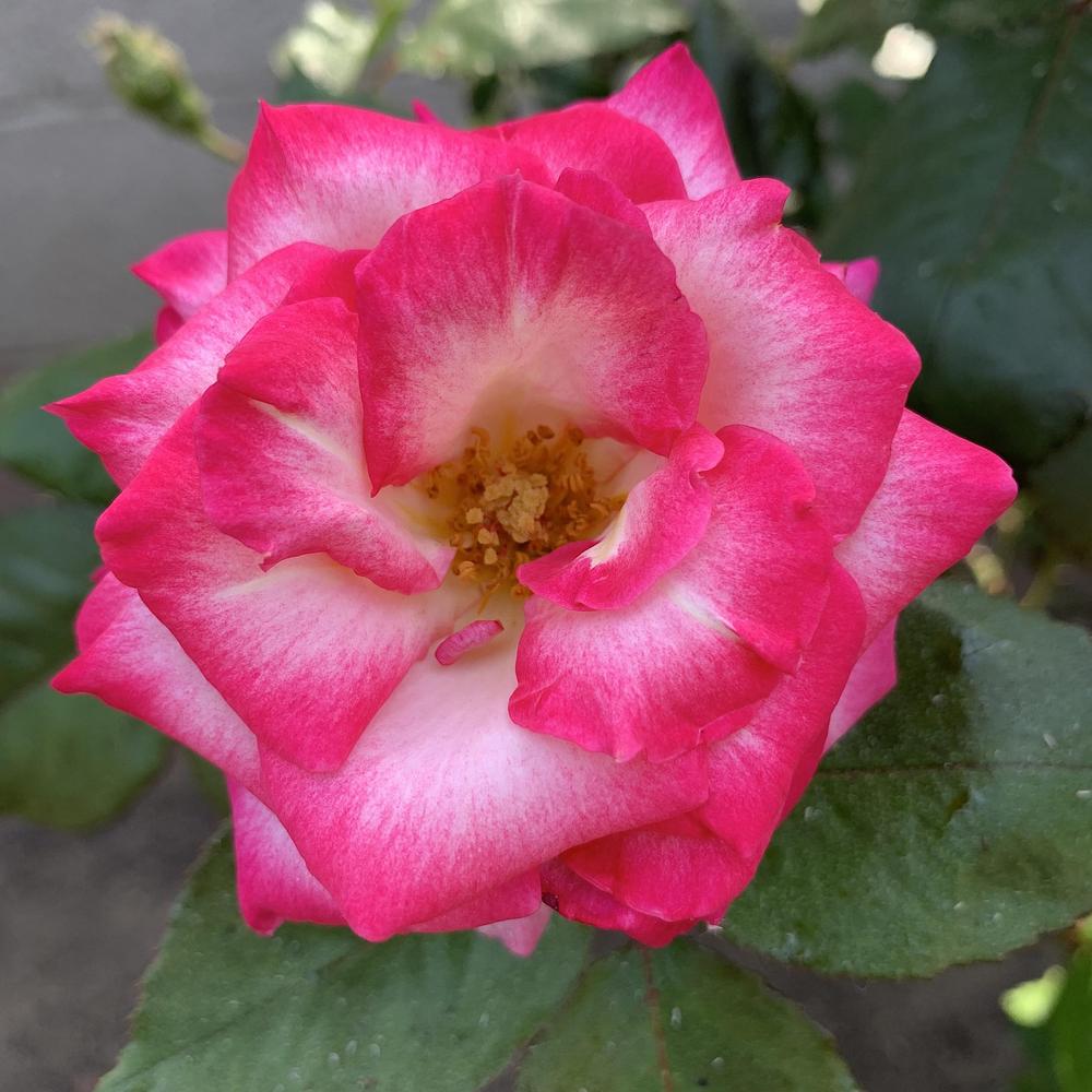 Rose (Rosa 'Apache Tears') in the Roses Database - Garden.org