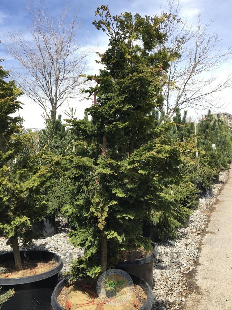Photo of the entire plant of Hinoki Cypress (Chamaecyparis obtusa ...