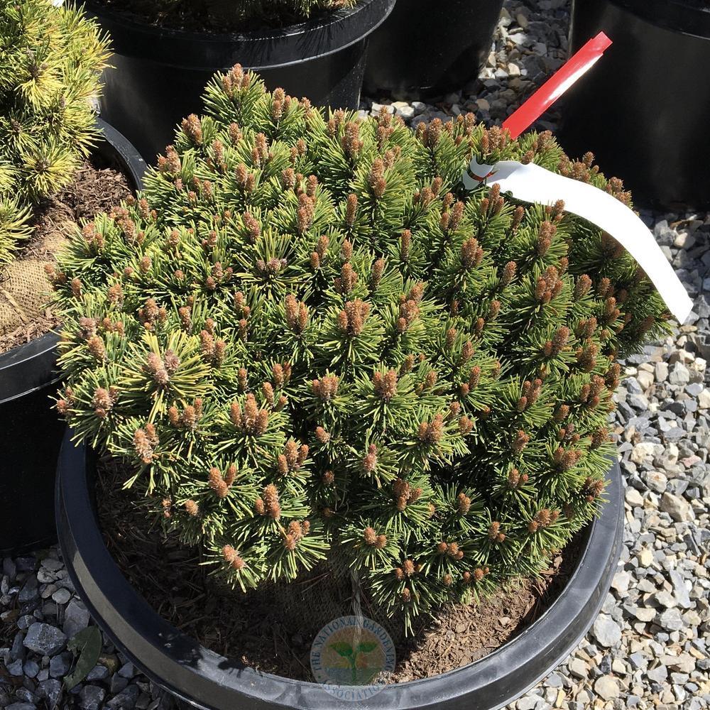Dwarf Mountain Pine (Pinus mugo 'Teeny') - Garden.org