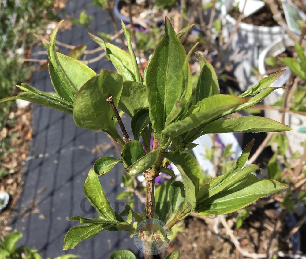 Seven-Son Flower (Heptacodium miconioides First Editions® Tianshan ...