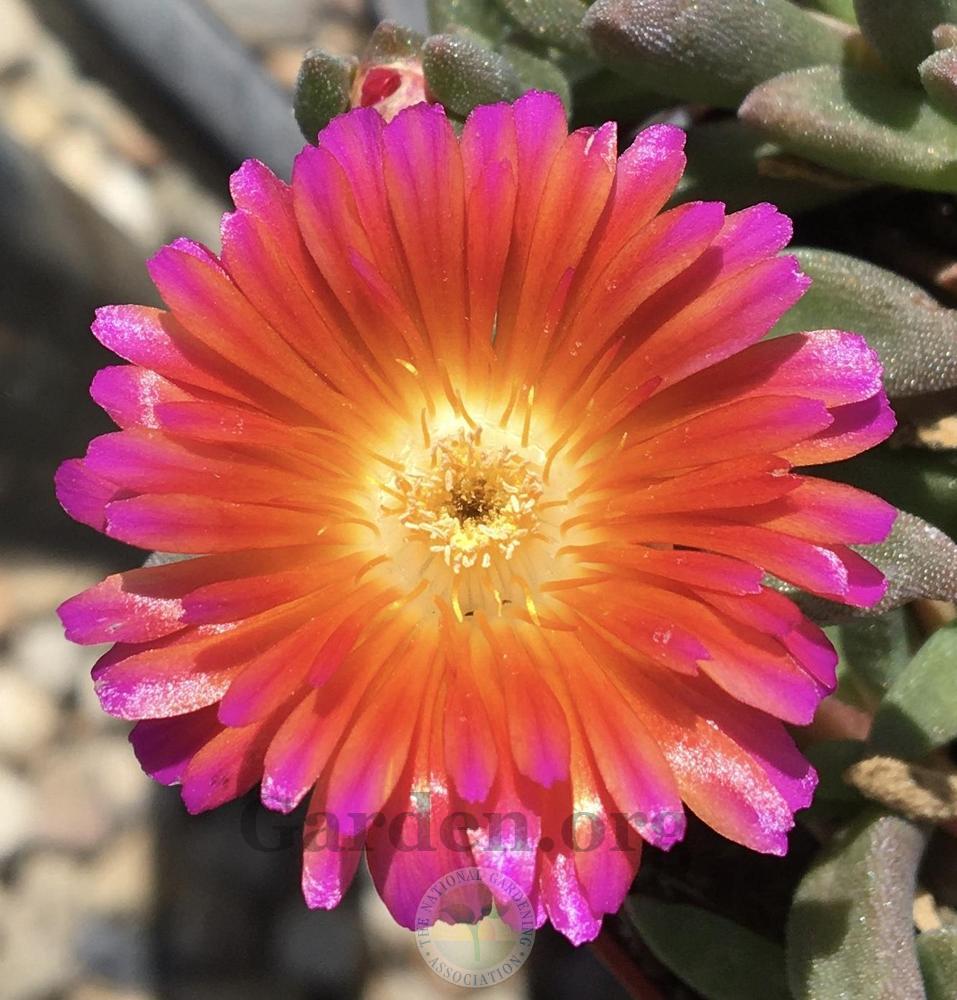 Photo of the bloom of Ice Plant (Delosperma Ocean Sunset™ Orange Glow ...