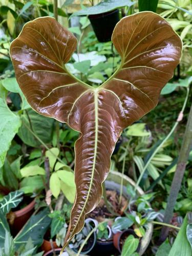 'Endless Forms Most Beautiful' The aroid photo gallery in the ...