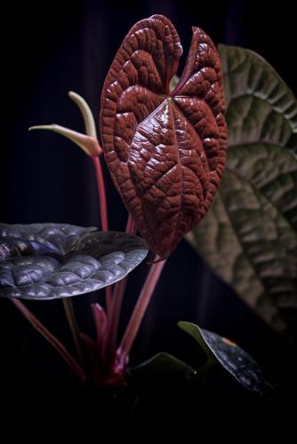 'Endless Forms Most Beautiful' The aroid photo gallery in the ...